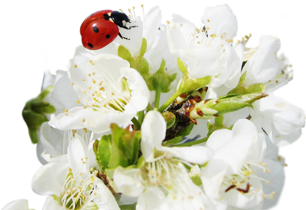 FuensanaBio | Frutas y hortalizas ecológicas